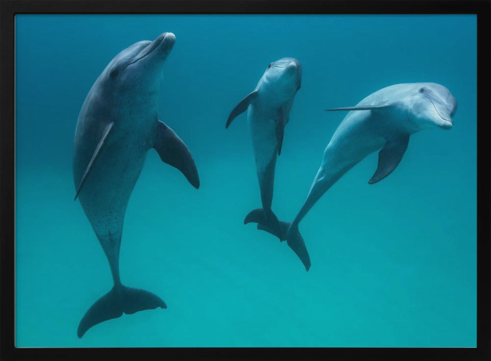 Bottlenose dolphins by &n - Stretched Canvas or Fine Art Print – I ...