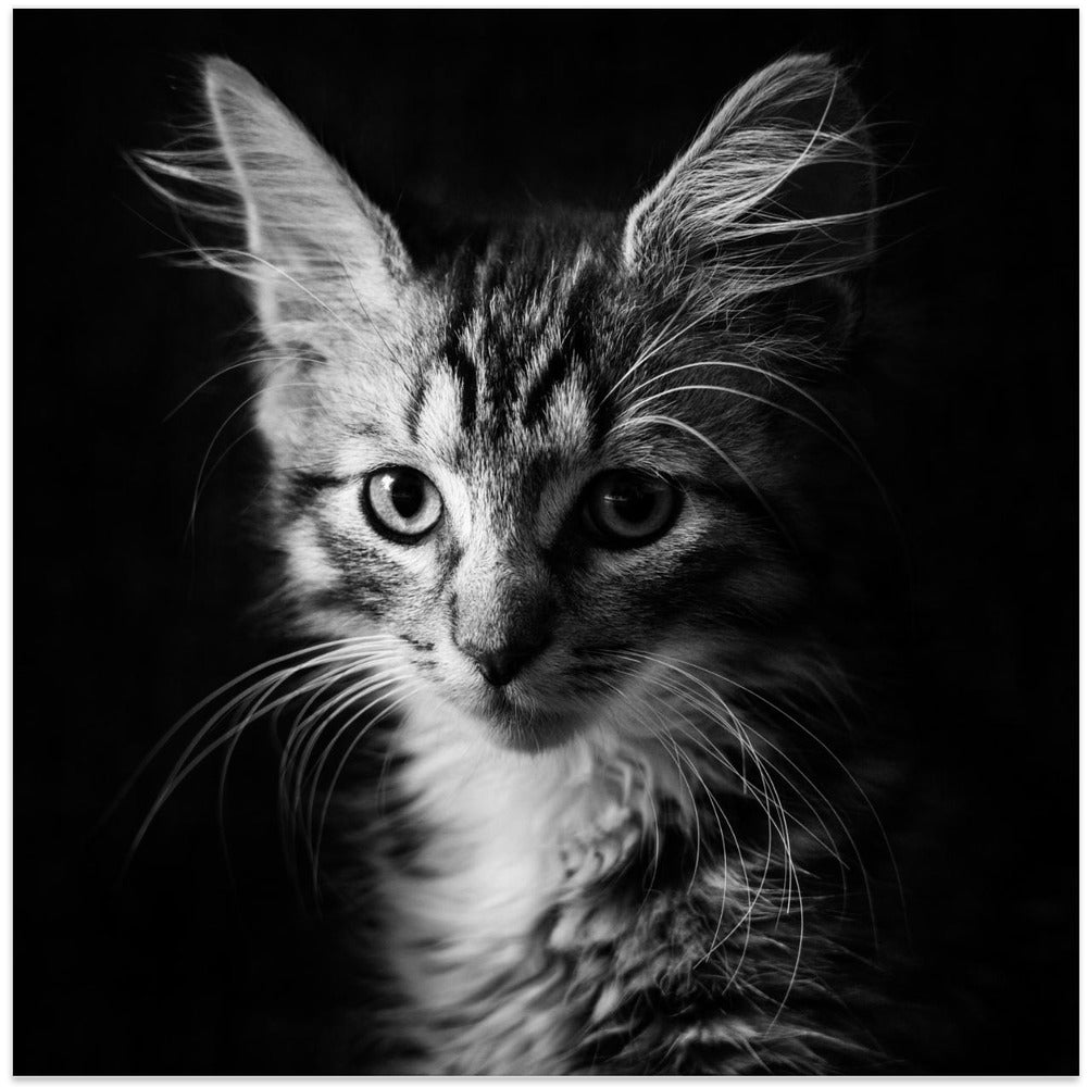 Laban by &n - Stretched Canvas or Fine Art Print – I Heart Wall Art