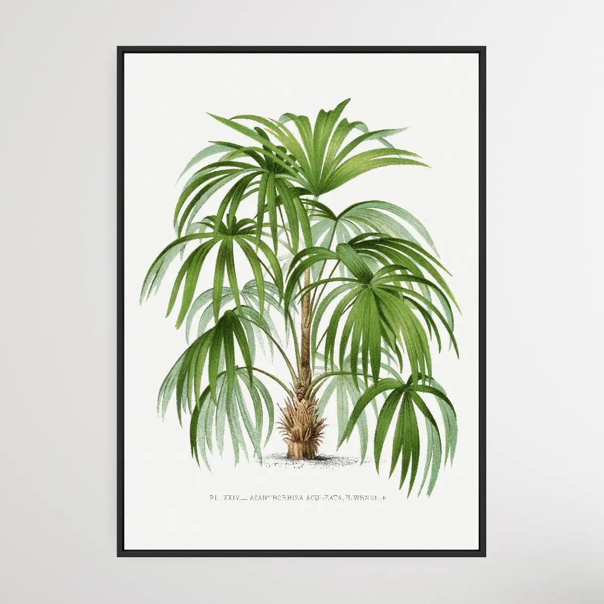 Vintage Palm Tree VIII by Oswald de Kerchove de Denterghem - I Heart ...